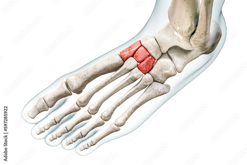 Cuneiform tarsal bones in red with body 3D rendering illustration ...
