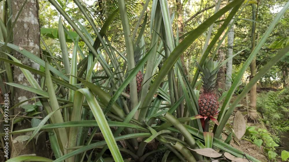 Thick wild pineapple plants with organic and fresh fruit and long green ...