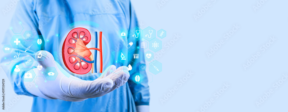 Nephrology, medical care for kidney problems. Kidneys, kidney pain ...