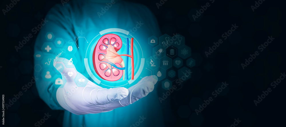 Nephrology, medical care for kidney problems. Kidneys, kidney pain ...