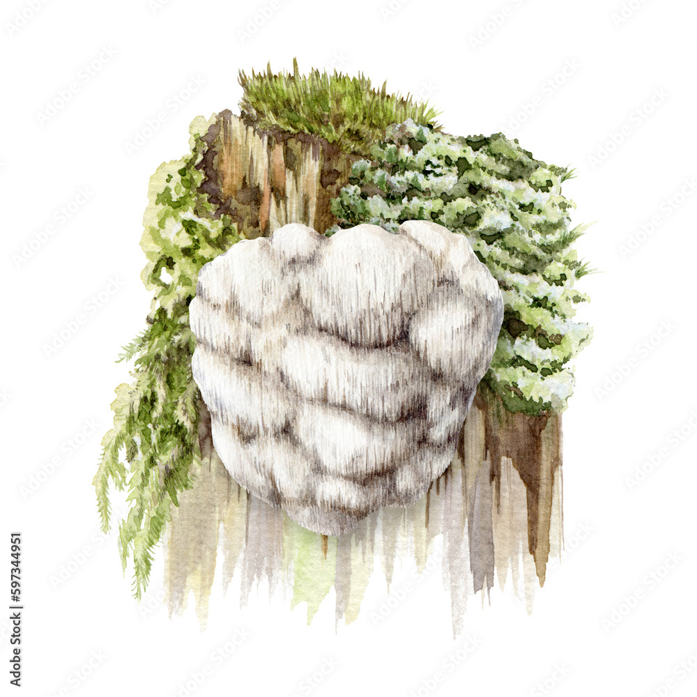 lions mane mushroom on a mossy stump. Watercolor illustration. Hand ...