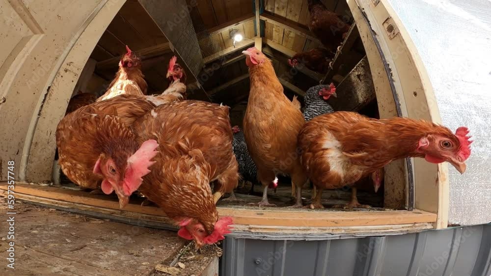 Wide angle close up shot of hens inside chicken coop trying to get out ...