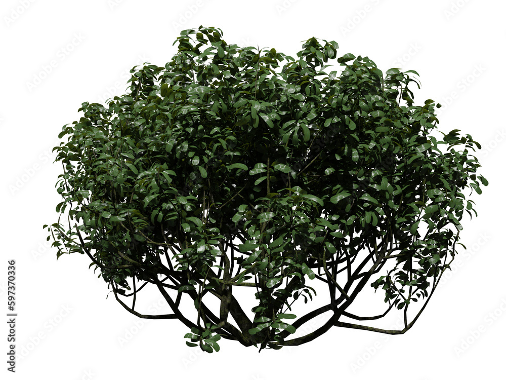 Flower tree png with transparent background Stock Photo | Adobe Stock