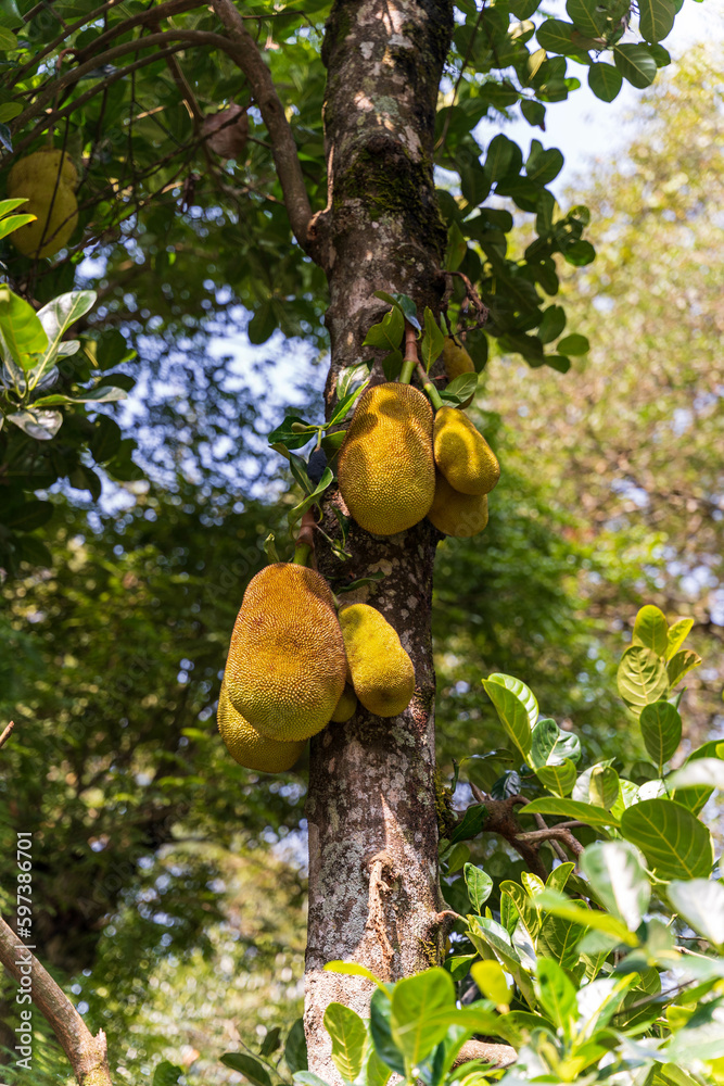 Jackfruit or Pohon Nangka is the name of a kind of tree, as well as ...