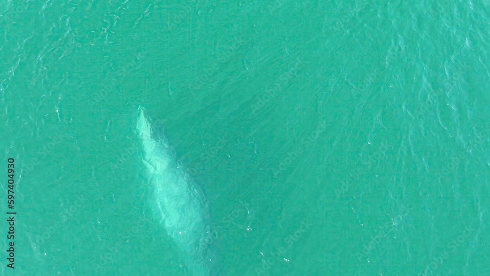 BUZZARDS BEACH EAST CAPE BCS MEXICO-2023: A Whale Swimming In The Ocean ...
