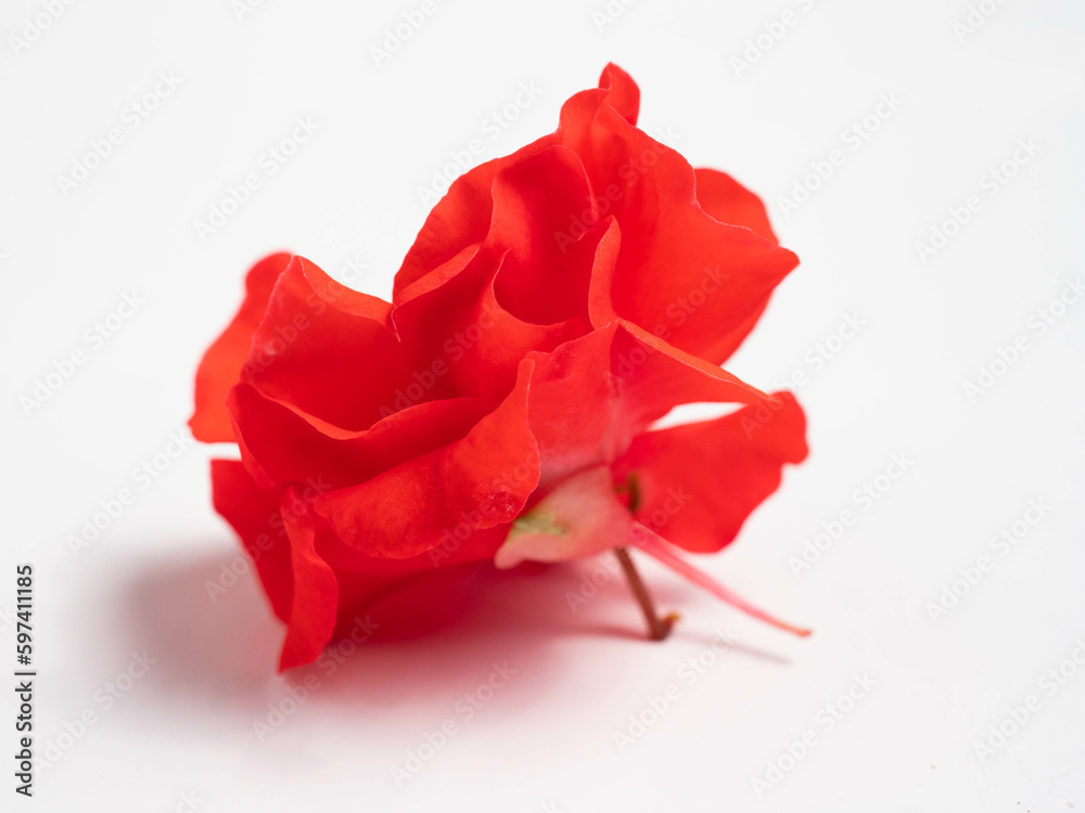 Red Impatiens balsamina, commonly known as balsam, garden balsam, rose ...