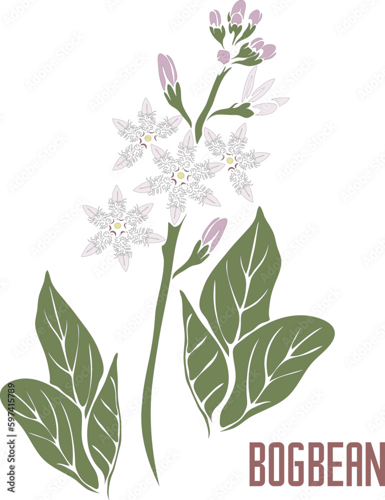 Bogbean plant in vector silhouette. Menyanthes trifoliata medicinal ...