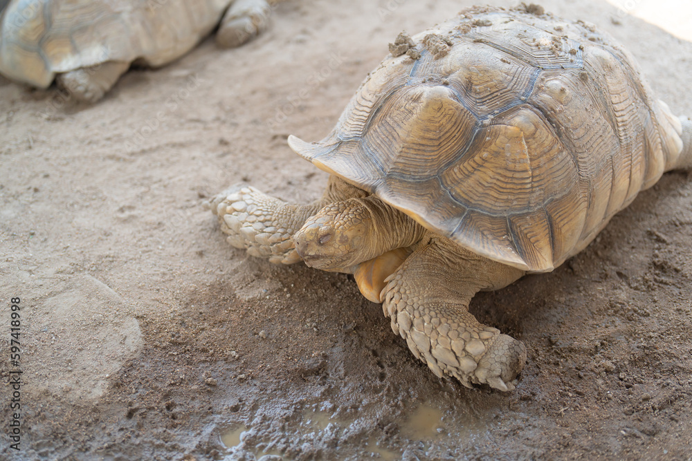 Asian giant turtle with hard shell eating food, vegetables isolated on ...