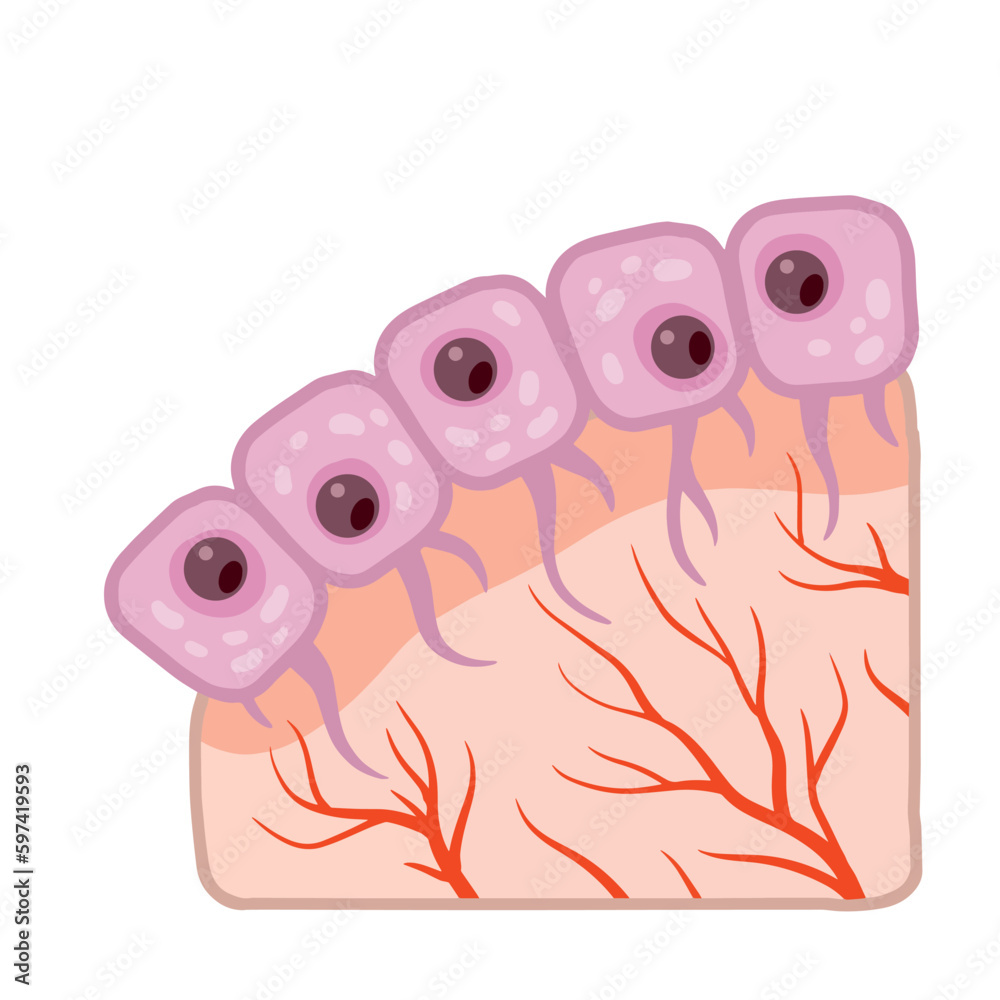 Cell of human organism. Skin system. Layer of epidermis. Cartoon flat ...
