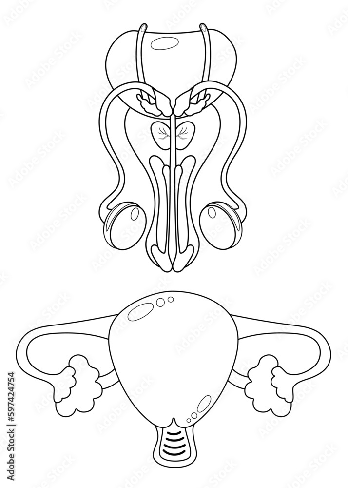 Reproductive organs. Female uterus and male penis. Linear, hand drawing ...
