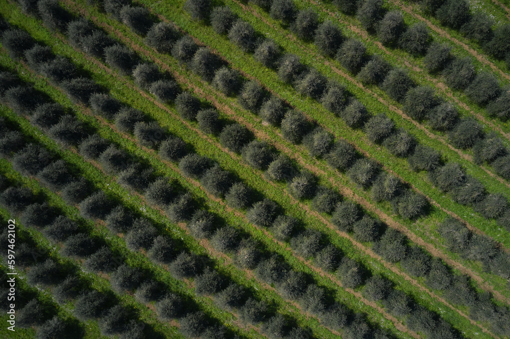 Italian olive trees. Olive tree gardens aerial view. Olive trees top ...