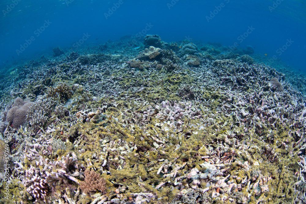Foto de The remnants of a coral reef, destroyed by a bleaching event ...