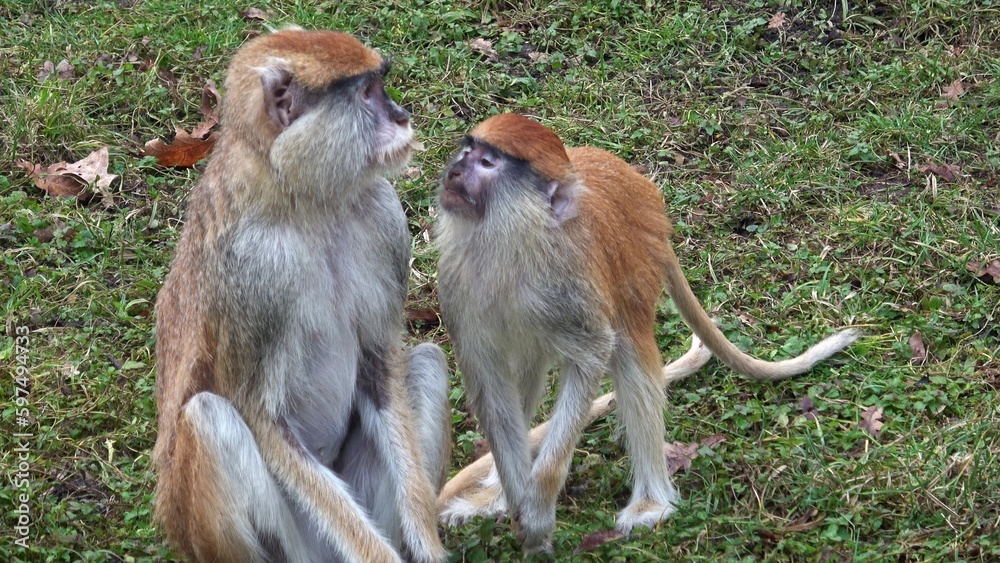 The patas monkey (Erythrocebus patas), also known as the wadi monkey or ...