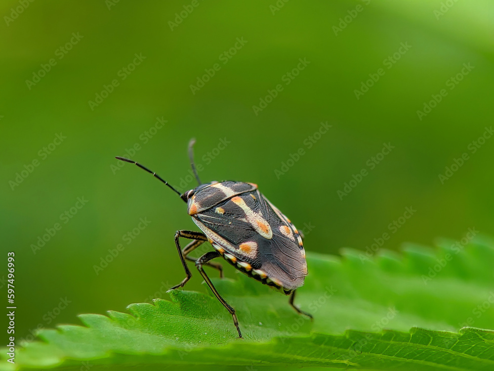 Harlequin Bug Coloration Influenced by Temperature During Nymphal ...