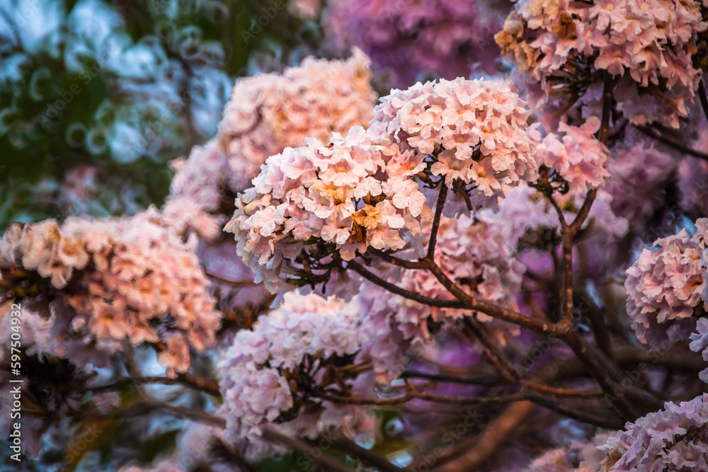 Tabebuia rosea is a Pink Flower neotropical tree , common name Pink ...