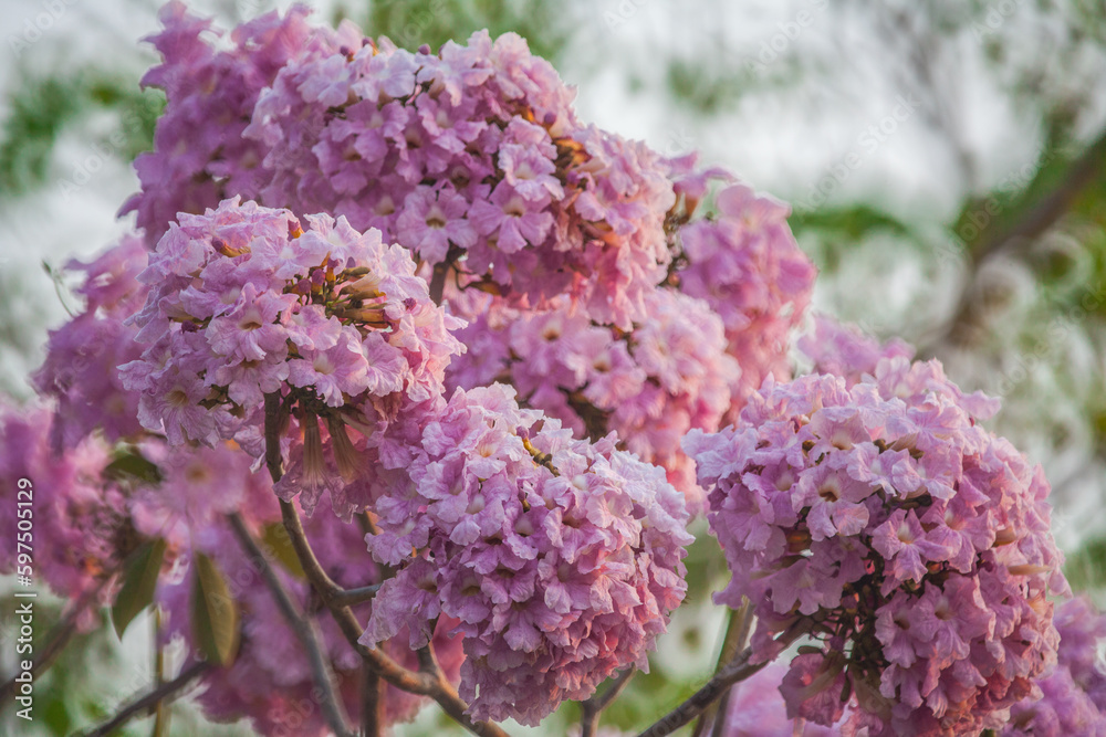Tabebuia rosea is a Pink Flower neotropical tree , common name Pink ...