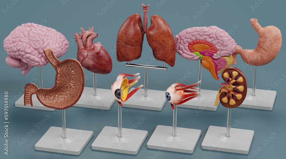 Realistic 3D Render of Anatomy Models Stock Illustration | Adobe Stock