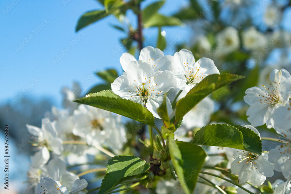 Cherry blossom tree with white flowers, on a clear blue sky. Represents ...