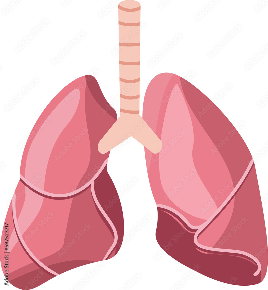 lungs cartoon illustration. lungs icon. lungs flat design. cartoon ...