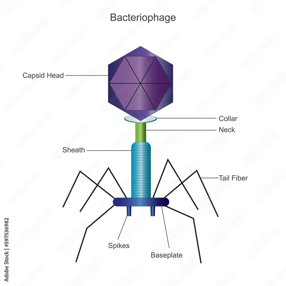 Bacteriophage Virus Model