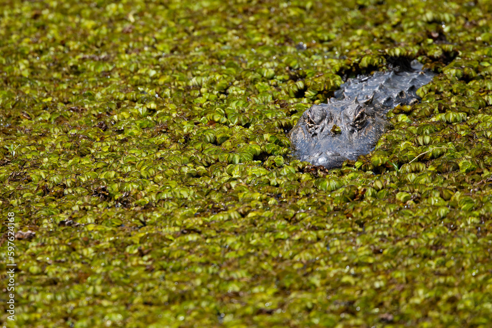Louisiana swamp bayou background of Cameron Prairie National Wildlife ...
