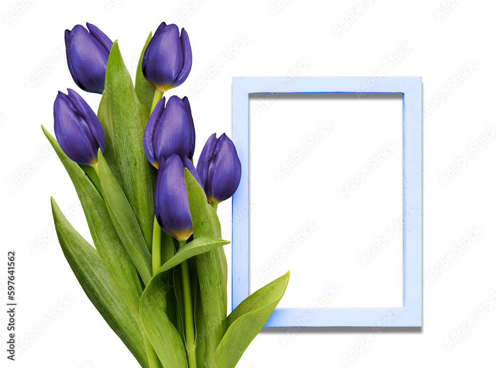 Blue tulips with frame beside on transparent background png Stock Photo ...