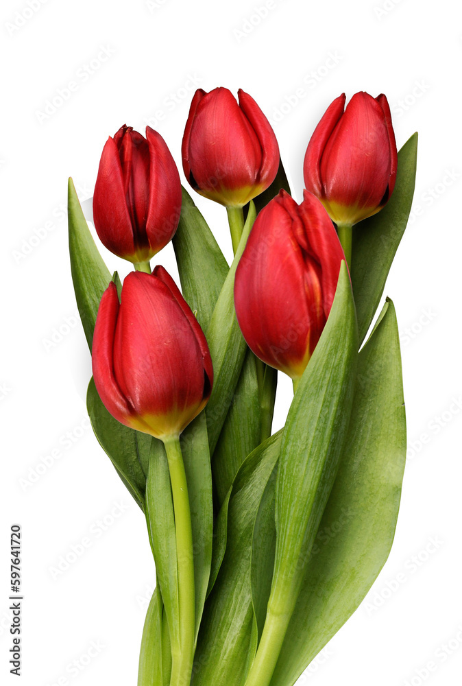 Red tulip flowers isolated on transparent background png Stock Photo ...