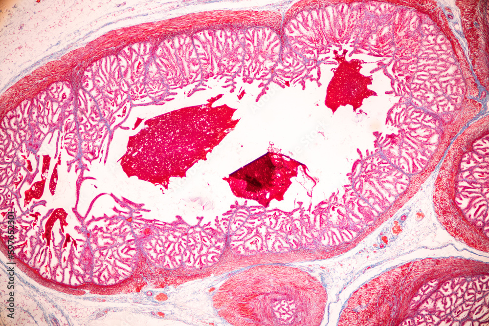 Histological Spermatic cord human, Seminal vesicle human, Prostate ...