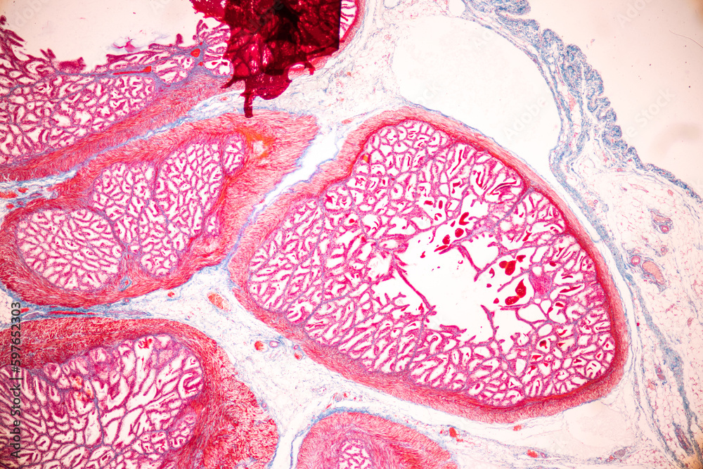 Histological Spermatic cord human, Seminal vesicle human, Prostate ...