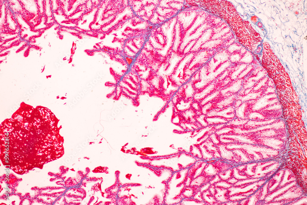 Histological Spermatic cord human, Seminal vesicle human, Prostate ...