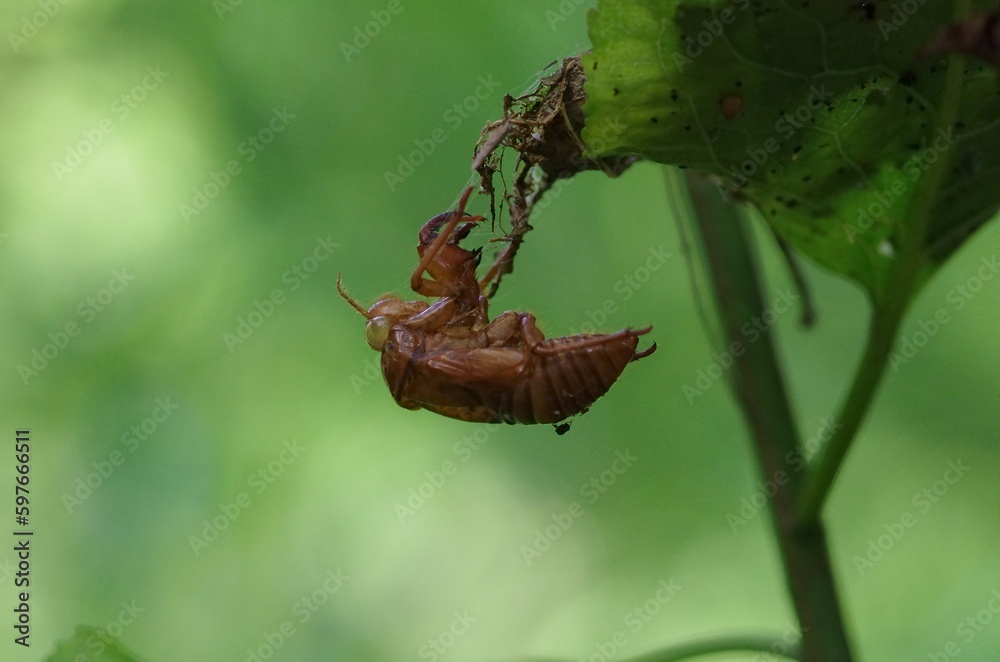 Cicada shells found in the forest, caught in spider silk Stock Photo ...