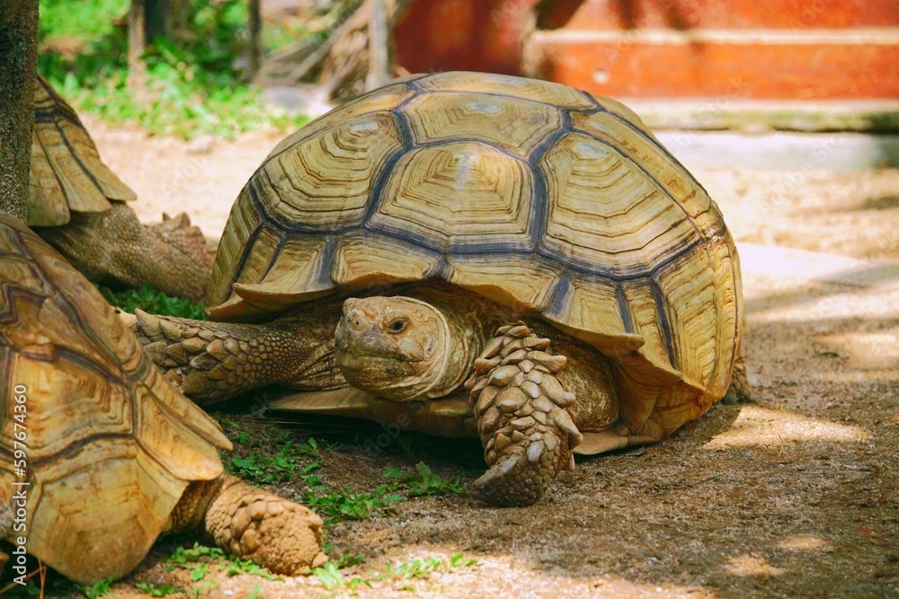 High Definition Sulcata tortoise, Geochelone sulcata, African spurred ...