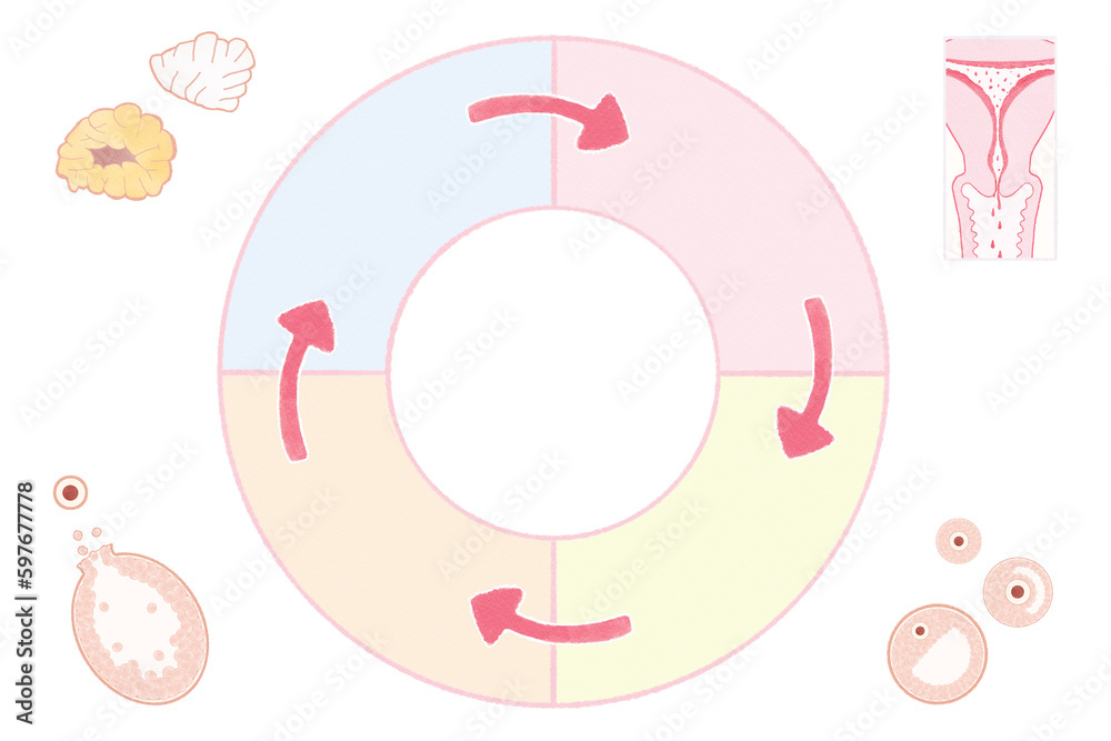 Menstrual cycle diagram; copy space PNG Stock Illustration | Adobe Stock