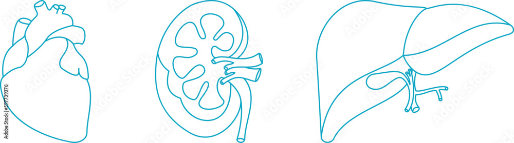 heart kidney and liver, medicine and human internal organs, почки ...