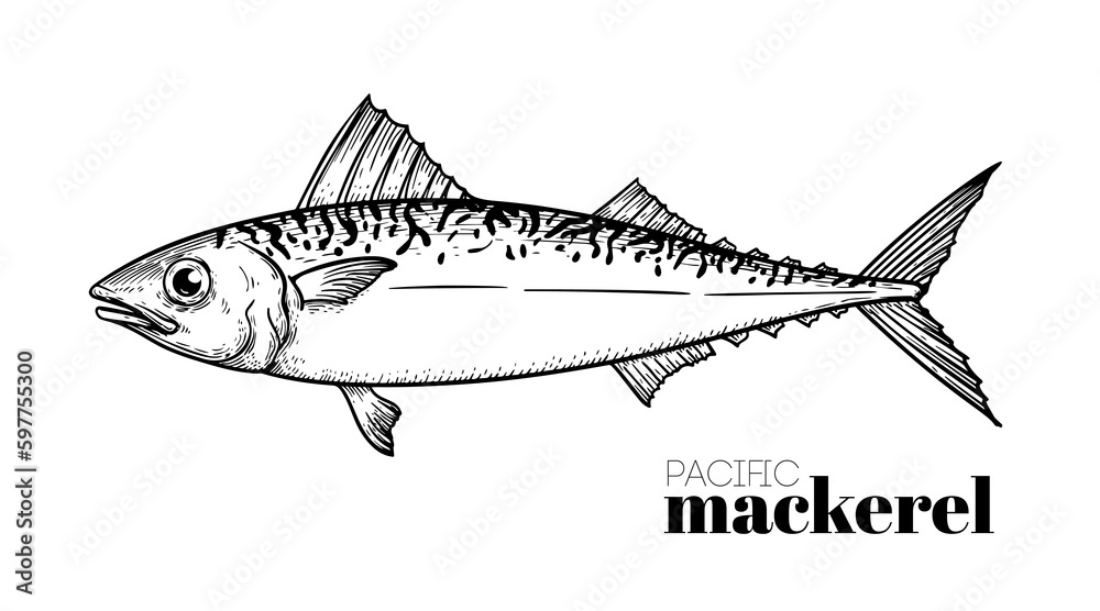 Hand drawn sketch style Pacific Mackerel. Fish restaurant menu element ...