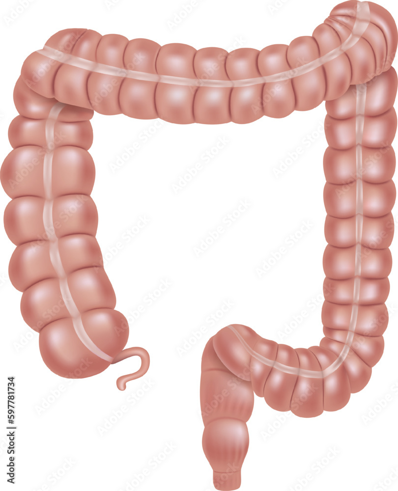 The large intestine (colon), a part of the digestive system. Isolated ...