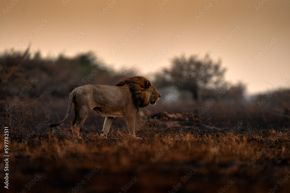 Lion, fire burned destroyed savannah. Animal in fire burnt place, lion ...