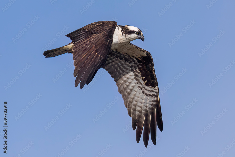 Wild osprey at a state park in Colorado. Stock Photo | Adobe Stock