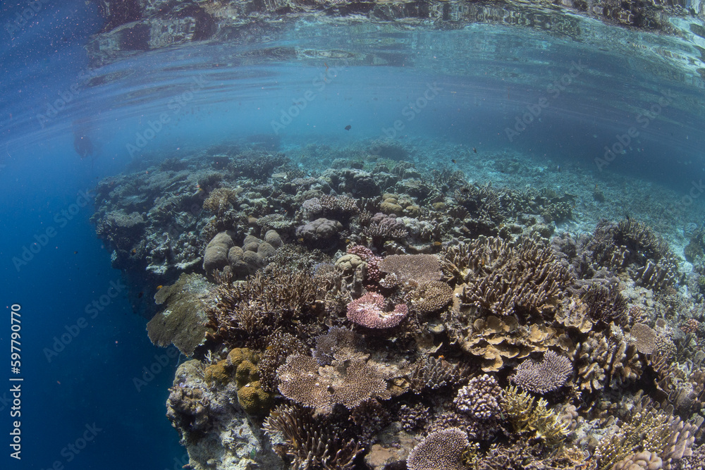 Corals grow right to the edge of a healthy reef drop off in Raja Ampat ...
