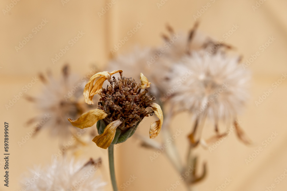 Flor seca con la llegada del invierno y frío, colores ocres, fondo ...