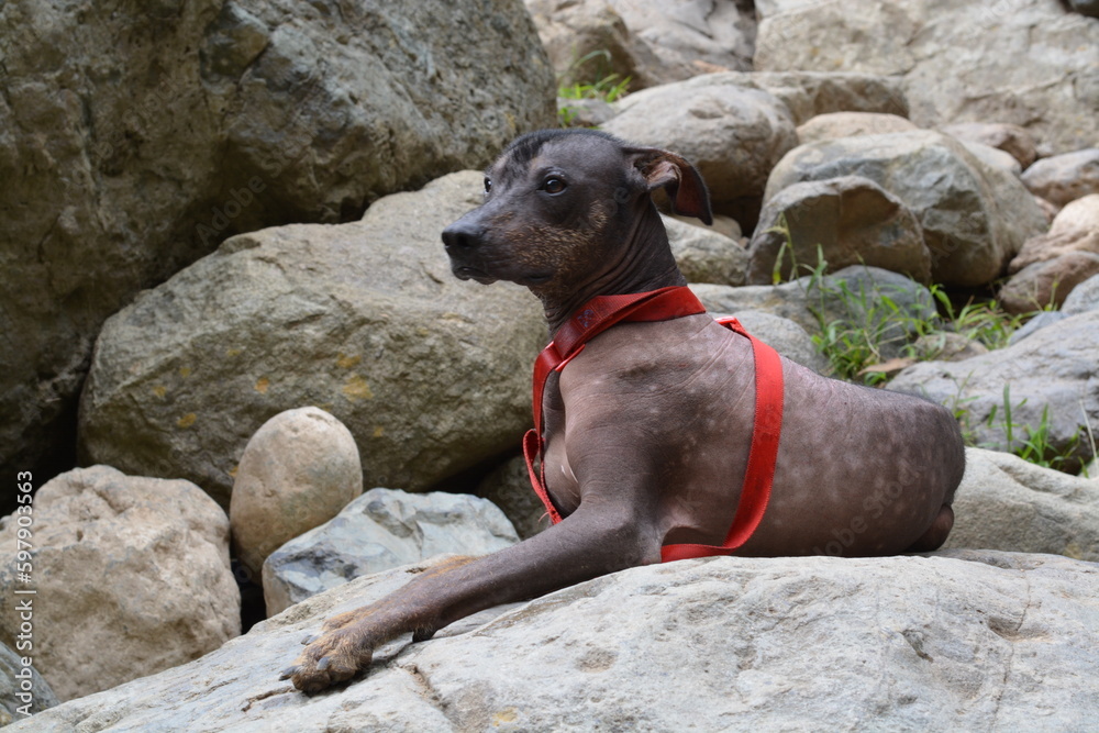 perro sin pelo del peru, viringo Stock Photo | Adobe Stock