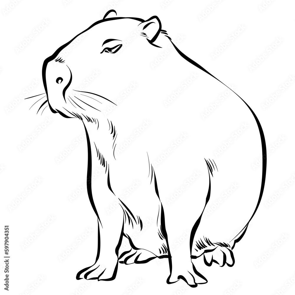 realistic capybara sitting - outline vector illustration sketch Stock ...