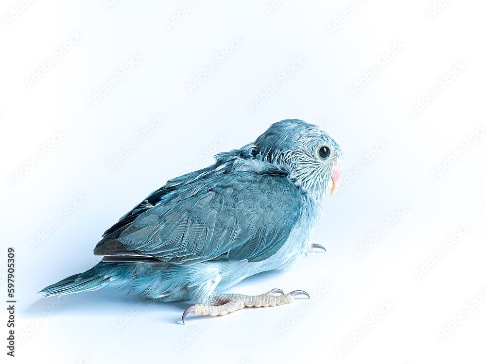 White Baby Parakeets