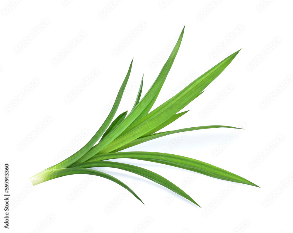 Pandan leaves.Thai pandan leaves.Green leaves so beautiful.Fresh pandan ...