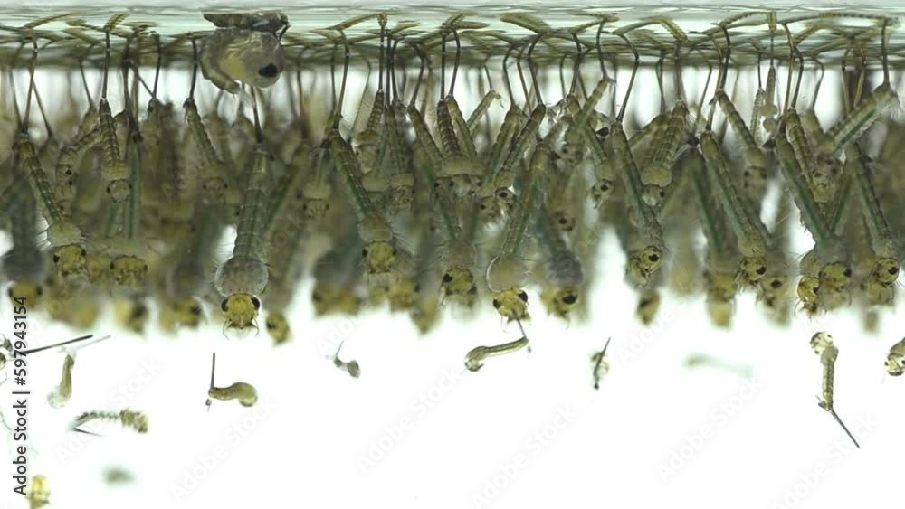 Mosquito larva in water new hatch baby born disease Dengue fever larvae ...