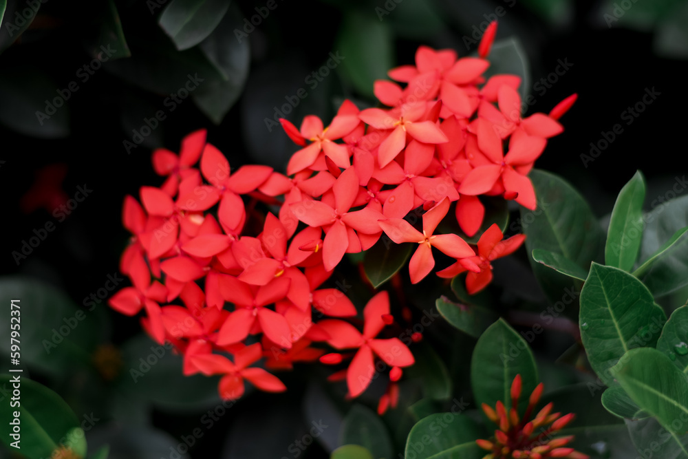 Bunga jarum or Ixora coccinea (also known as jungle geranium, forest ...