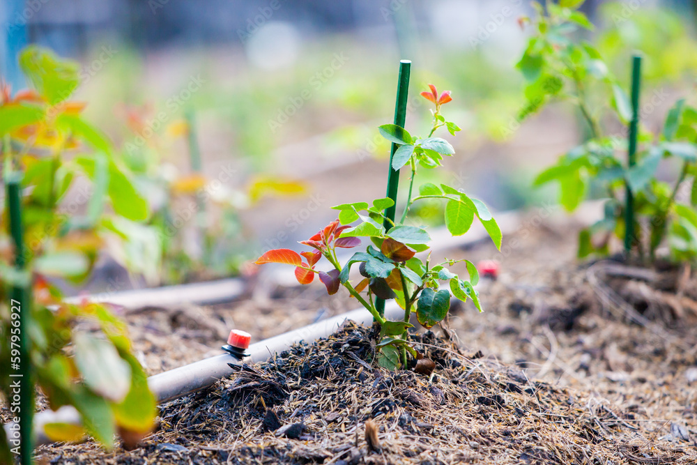 Drip irrigation system in the agricultural garden. Water system ...