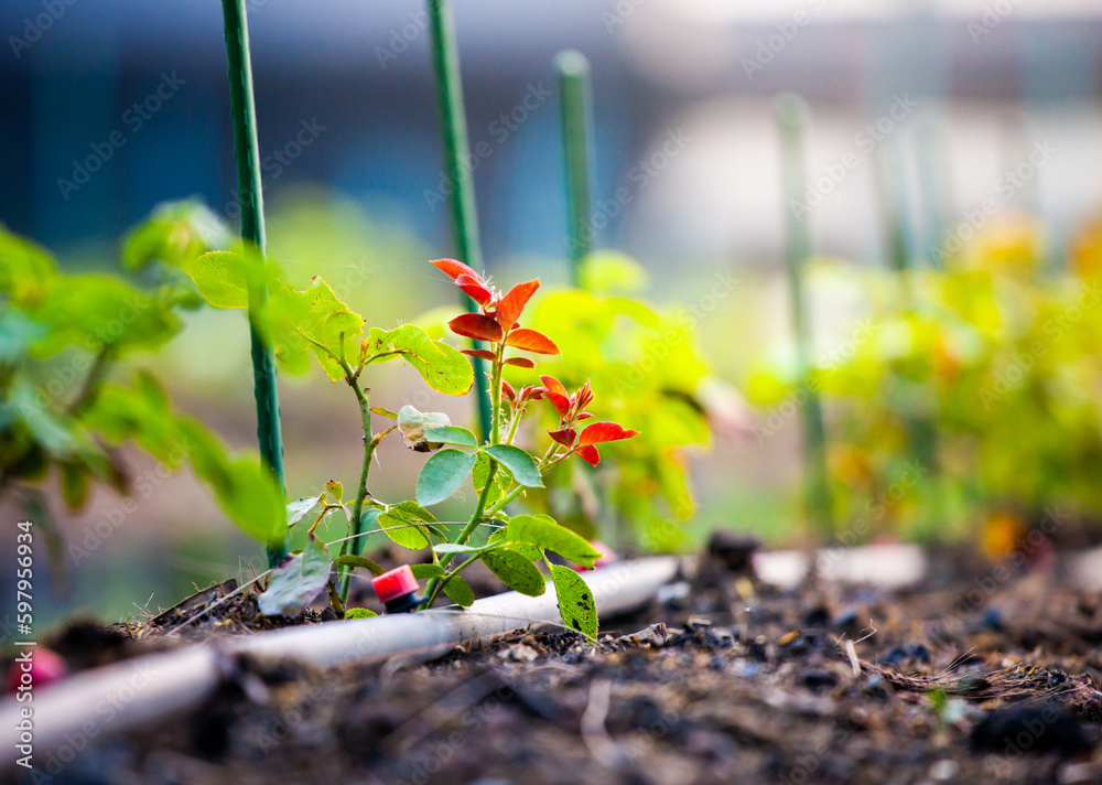Drip irrigation system in the agricultural garden. Water system ...