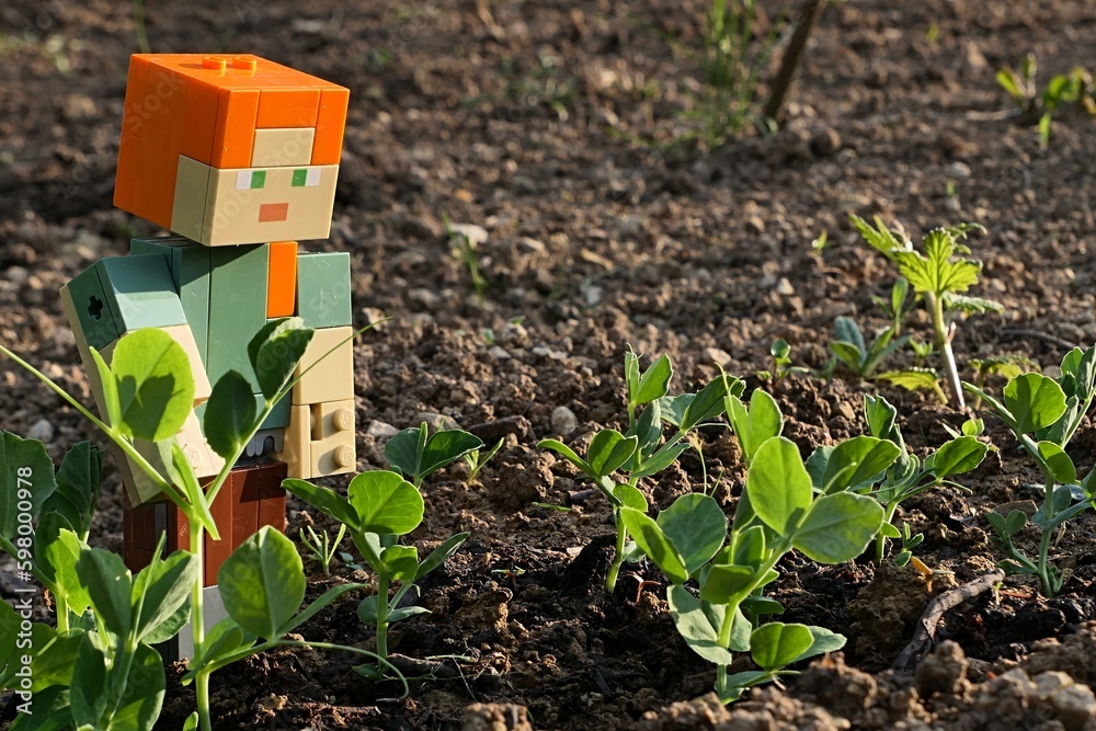 LEGO Minecraft figure of Alex checking fresh spring plants of pea ...