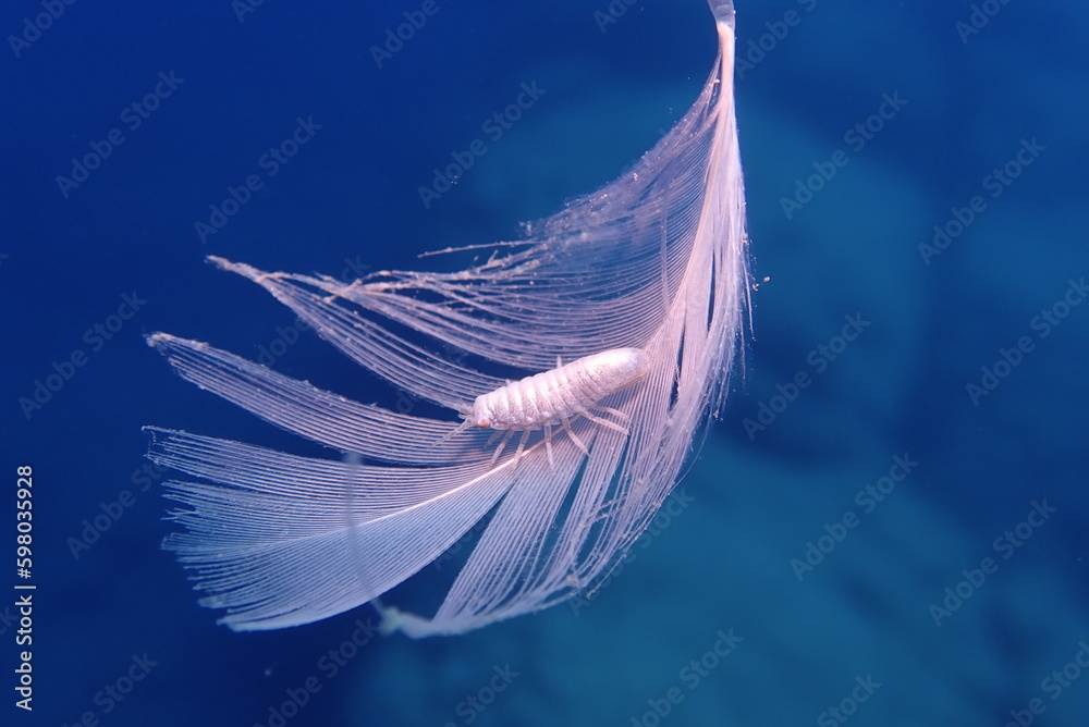 bird feather with a parasite on underwater drifting in the middle of ...